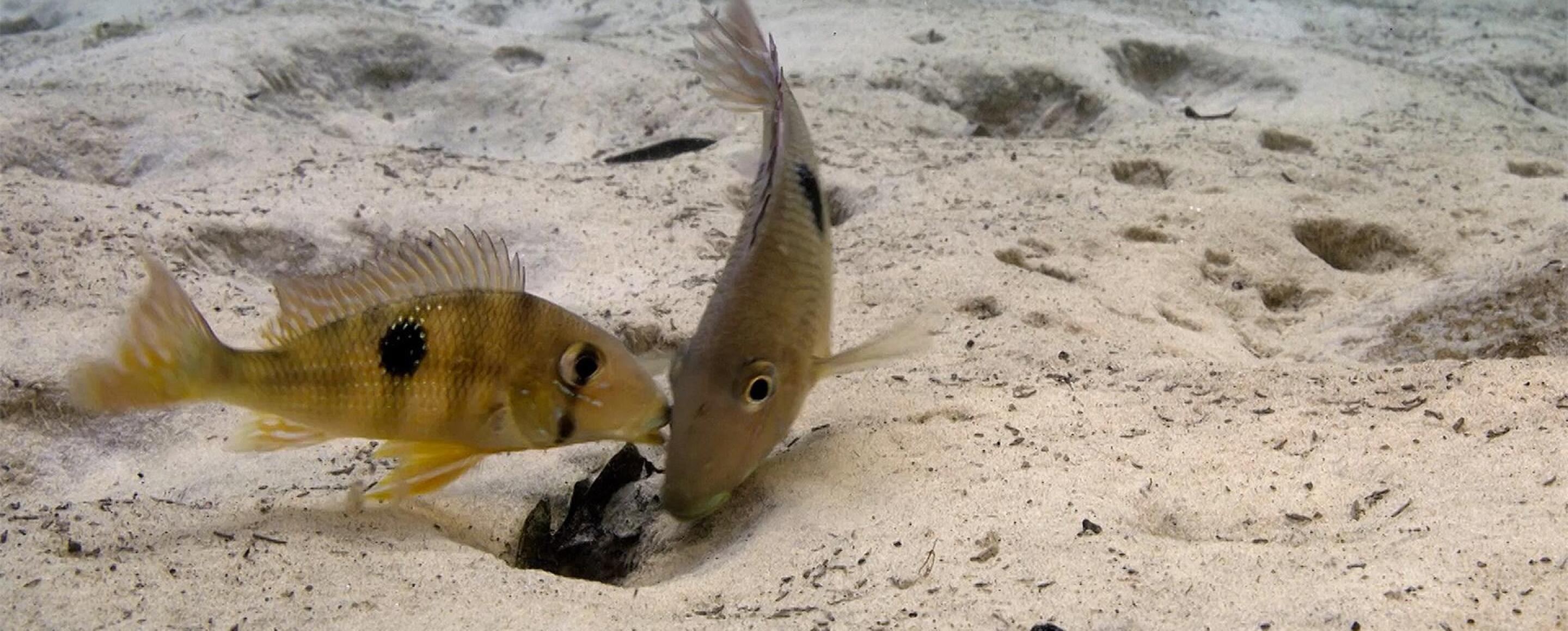 Fish Parenting 101: Mom vs. Dad | Vermont Public