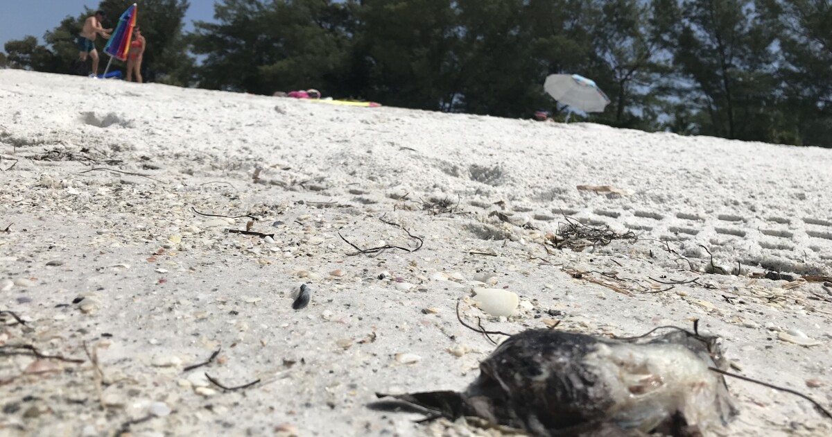 Florida scientists map red tide fish kills to regulate fishing | WLRN