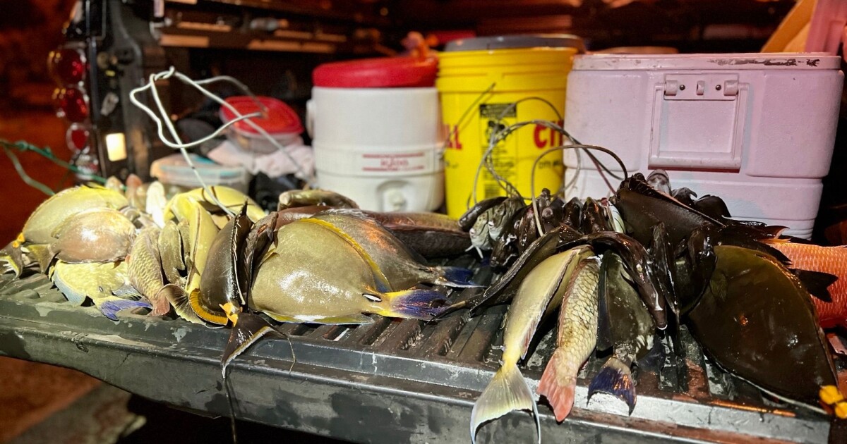 Divers cited for taking undersized fish near Mōkūlua Islets | Hawai'i ...