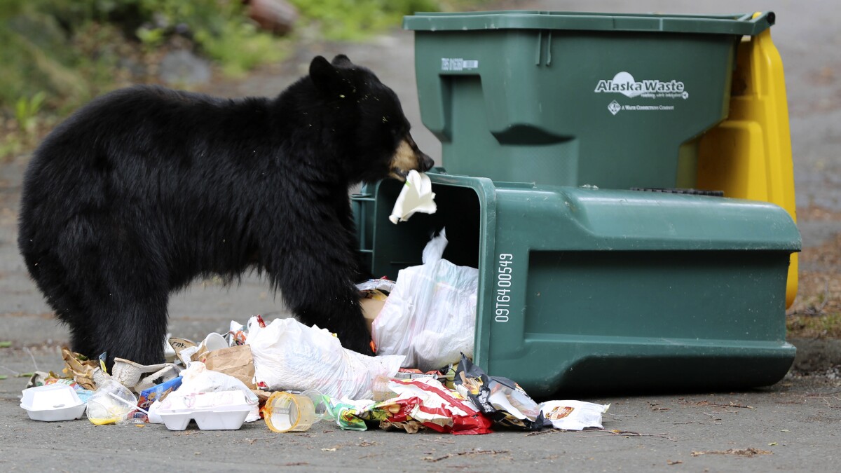 sloth bear attack victims