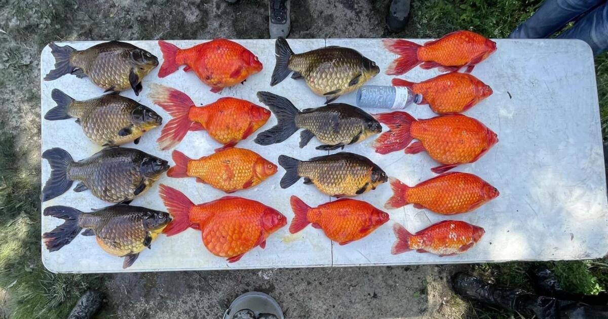 Invasive goldfish threaten Great Lakes ecosystem | New England Public Media
