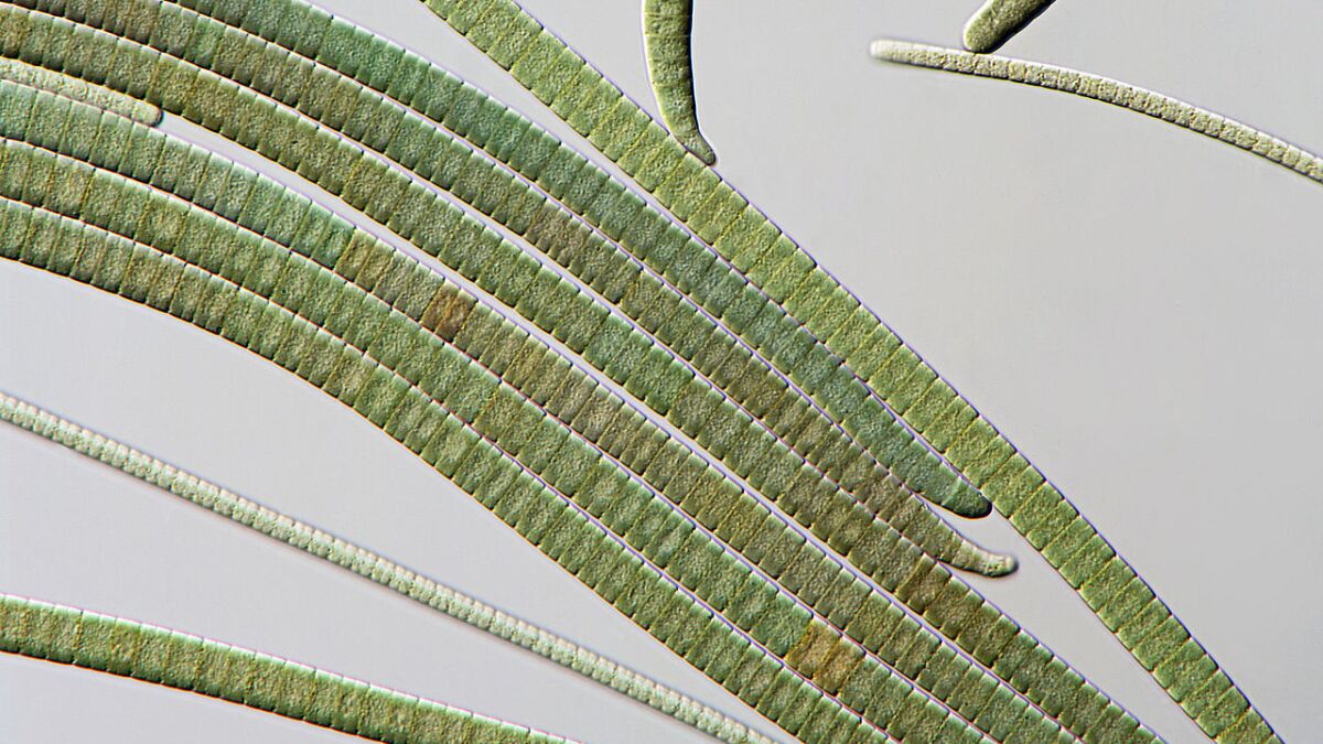 oscillatoria separation disc