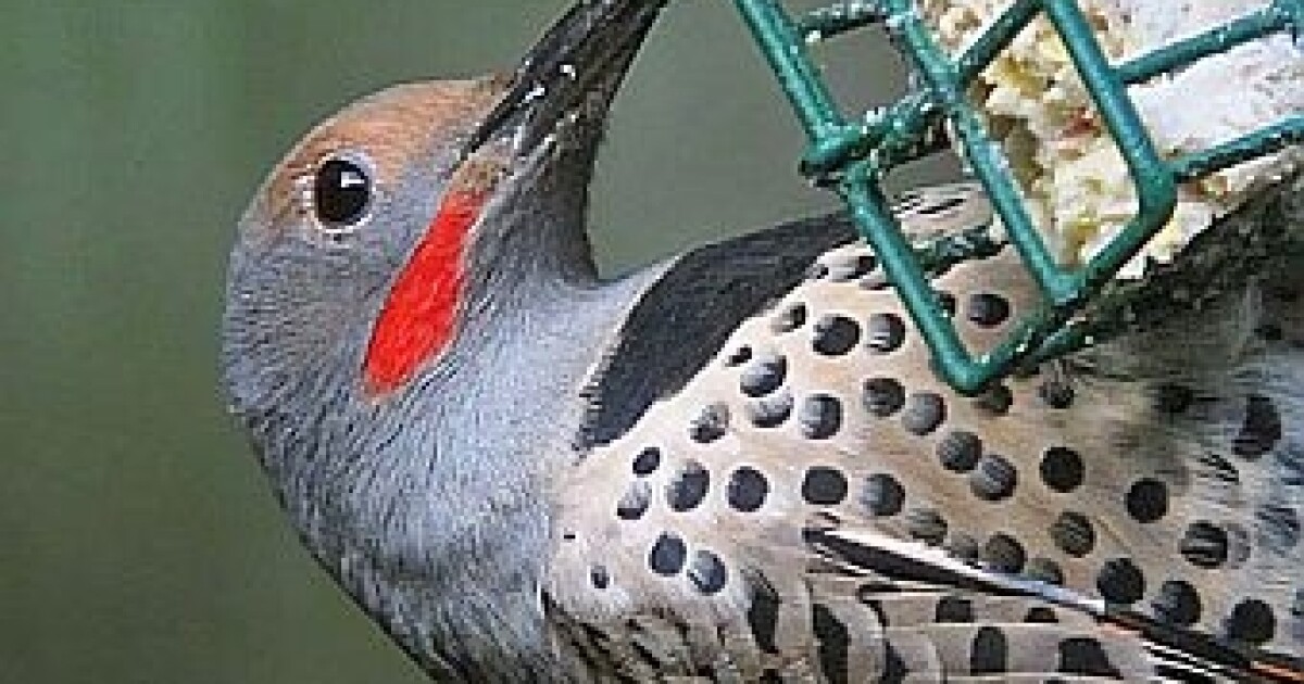 Suet | Vermont Public