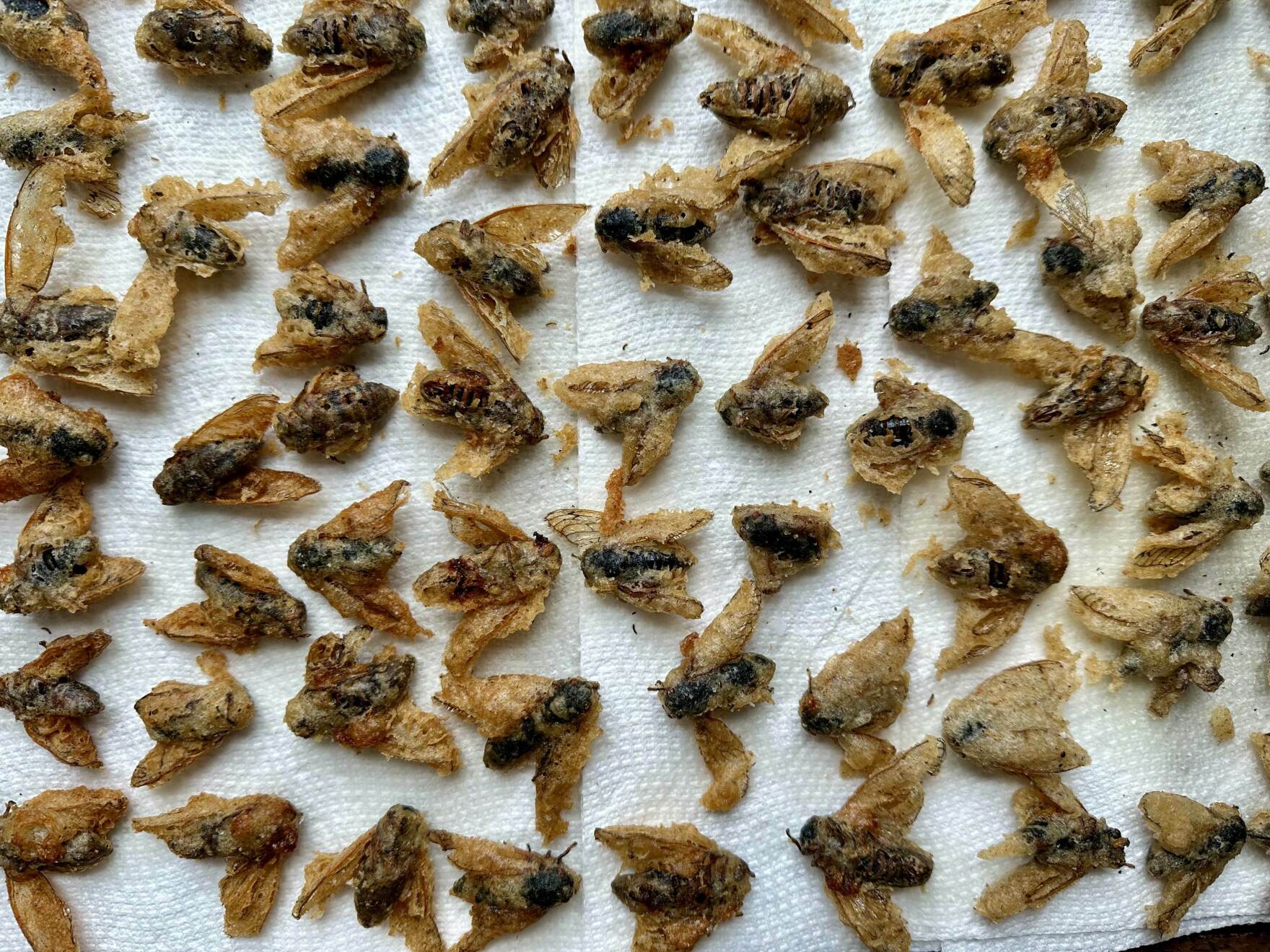 Cicadas are back — on the menu. A chef dishes up some insect recipe ...