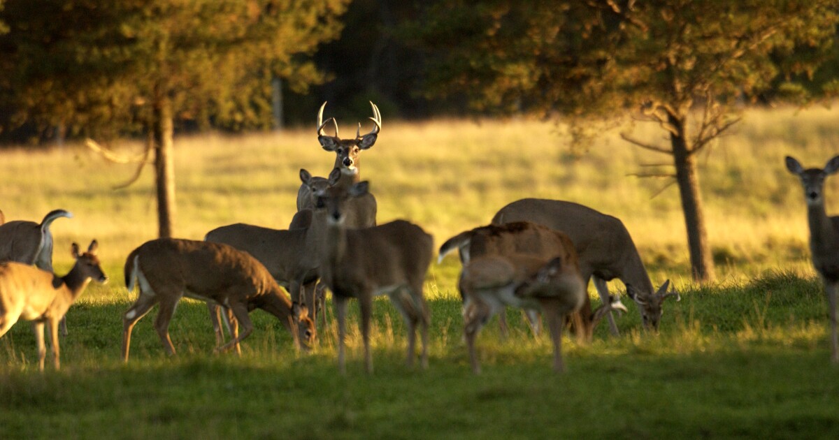 The state asked for solutions to its deer problem. Will any of them ...