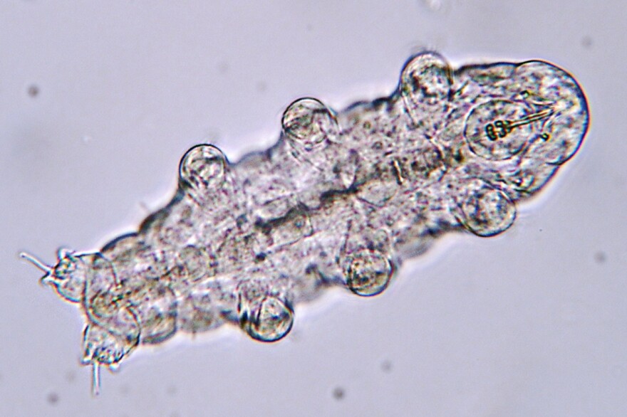 tardigrade microscope magnification