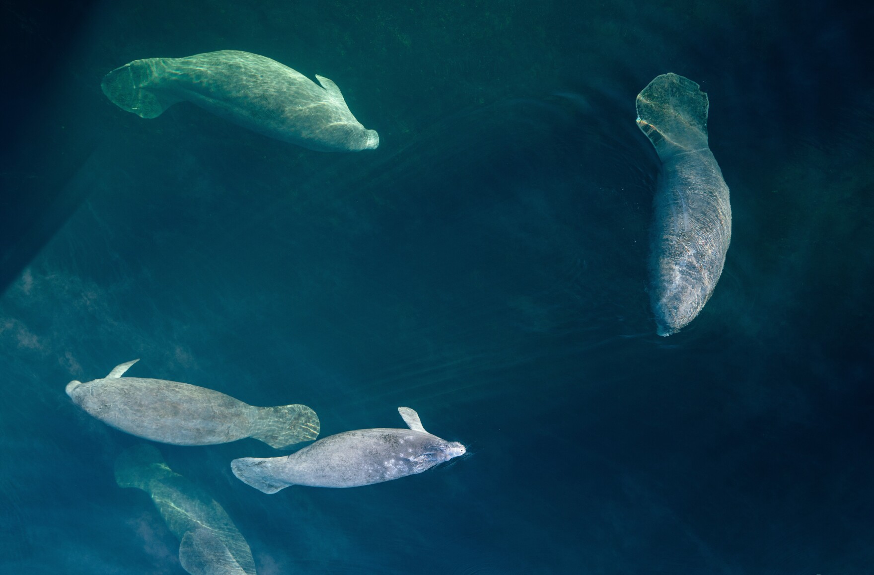 Manatees are gathering in Wakulla Springs to wait out the cold weather ...