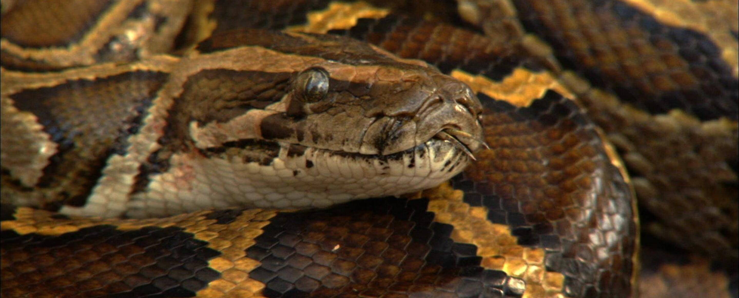 Invasion of the Giant Pythons | Connecticut Public