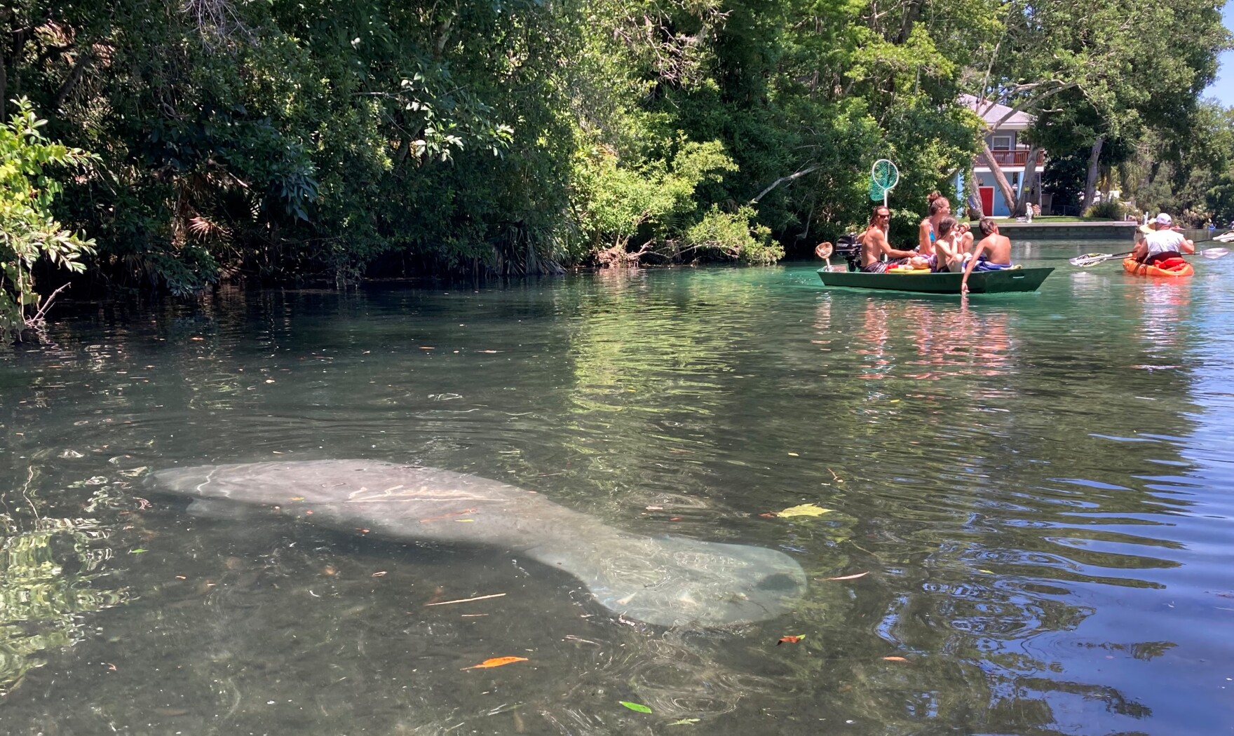 Are manatees an endangered species? Wildlife officials will review | WUSF