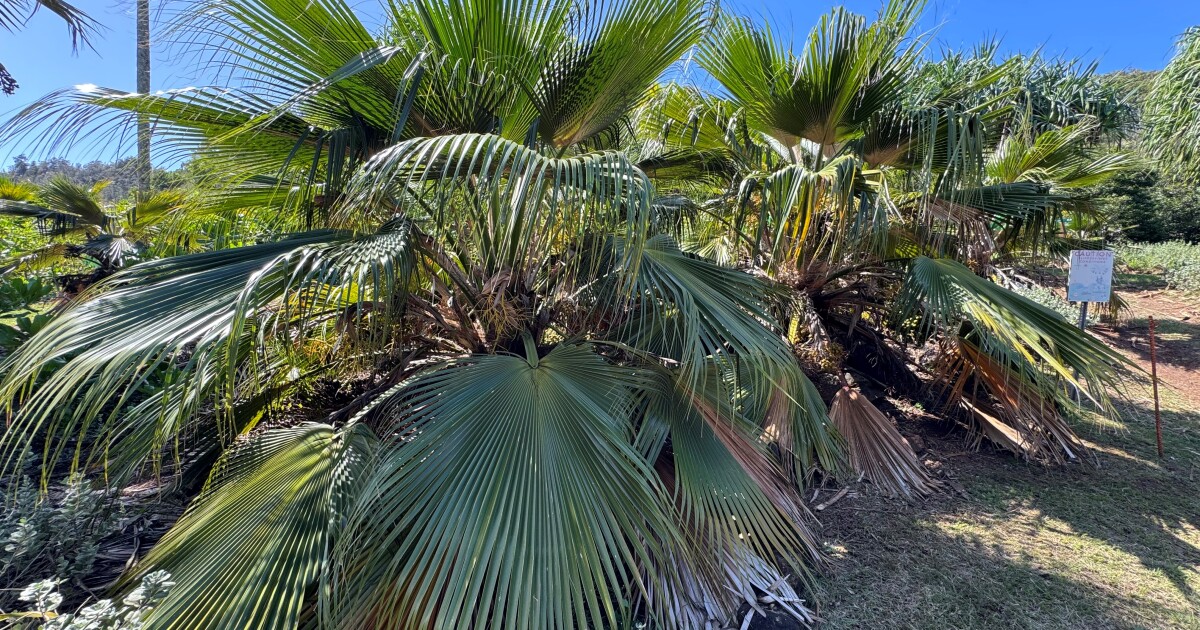 Kauaʻi gardens race to protect loulu palms from coconut rhinoceros ...