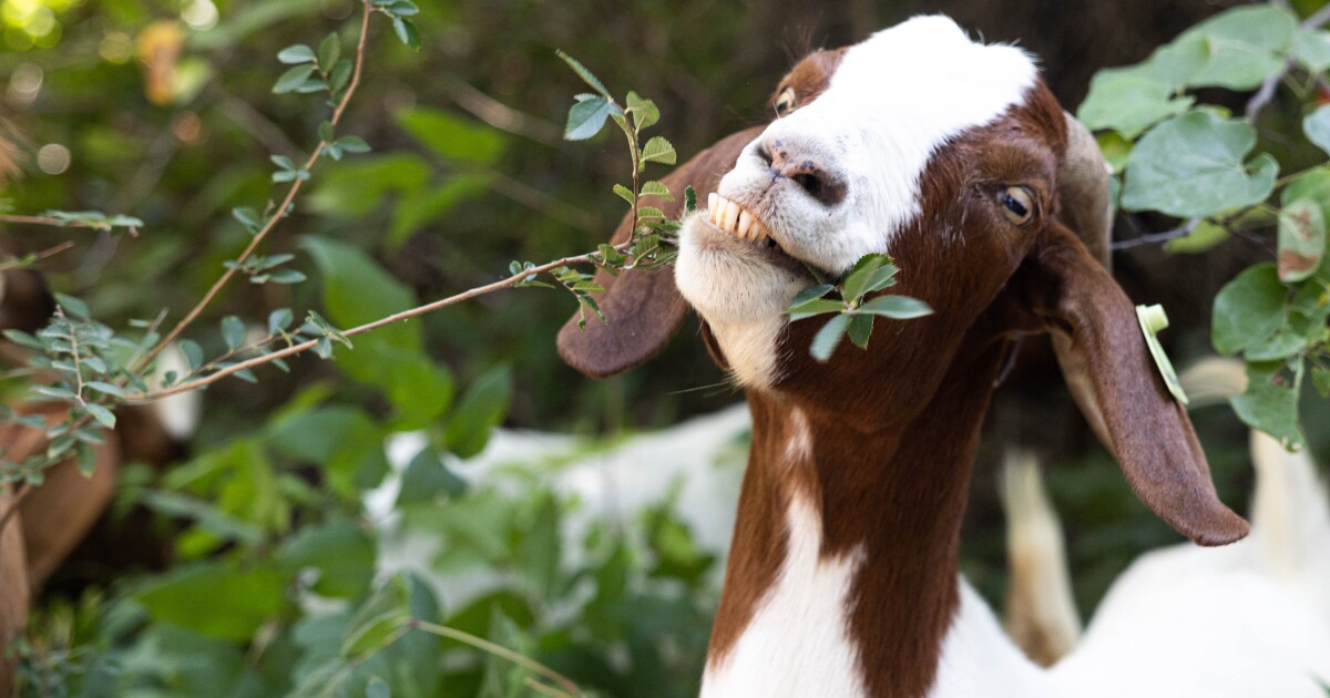 To rid trails of poison ivy, this solution in Austin is the GOAT | KERA ...