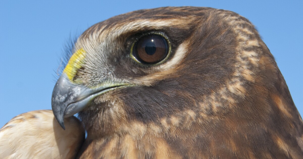 northern harrier bird code