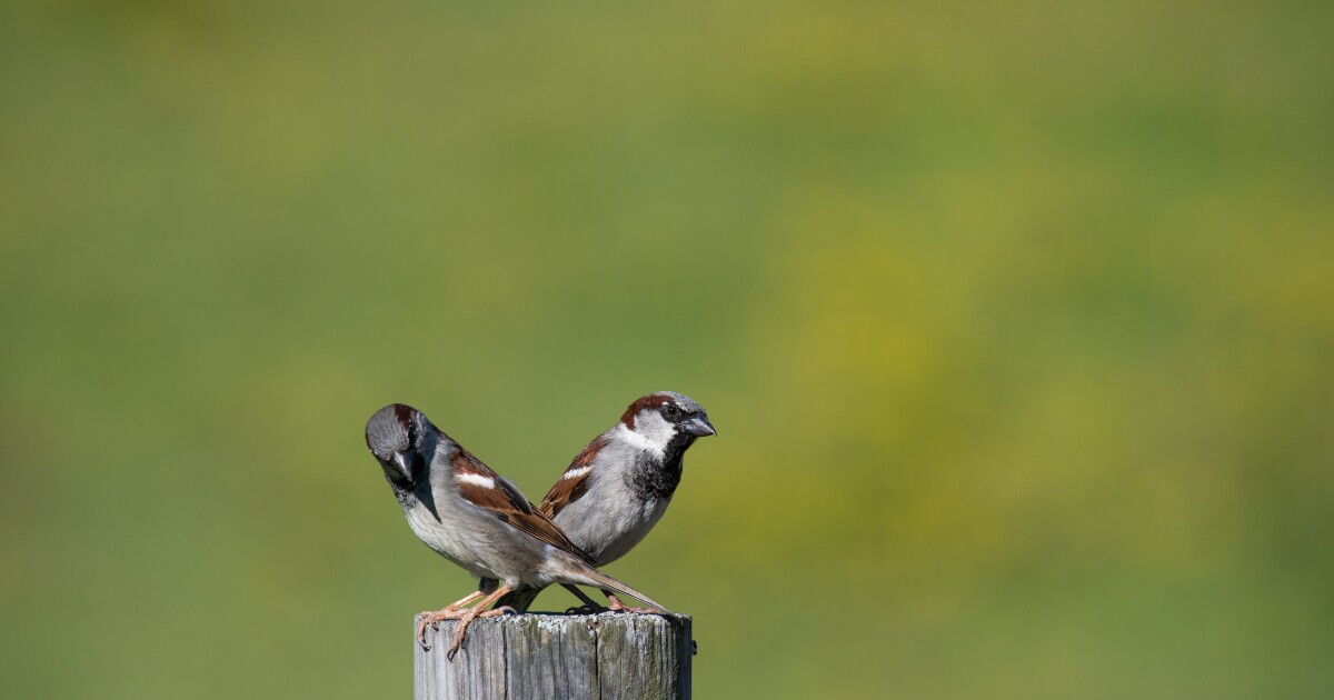 what does two sparrows mean