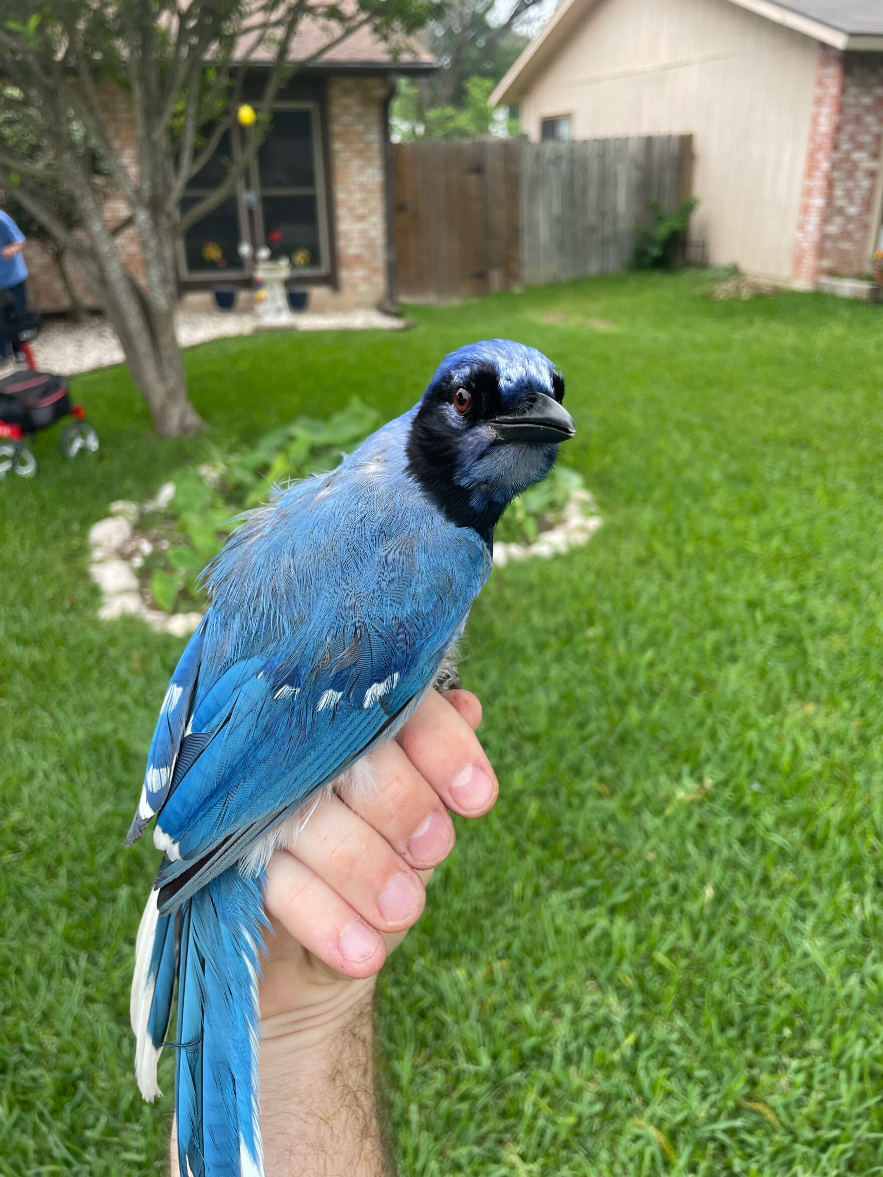 UT Austin researchers discover rare hybrid ‘Grue Jay’ bird in Texas ...