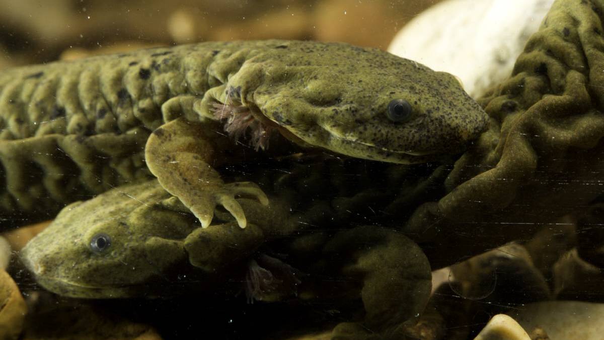 hellbender salamander care