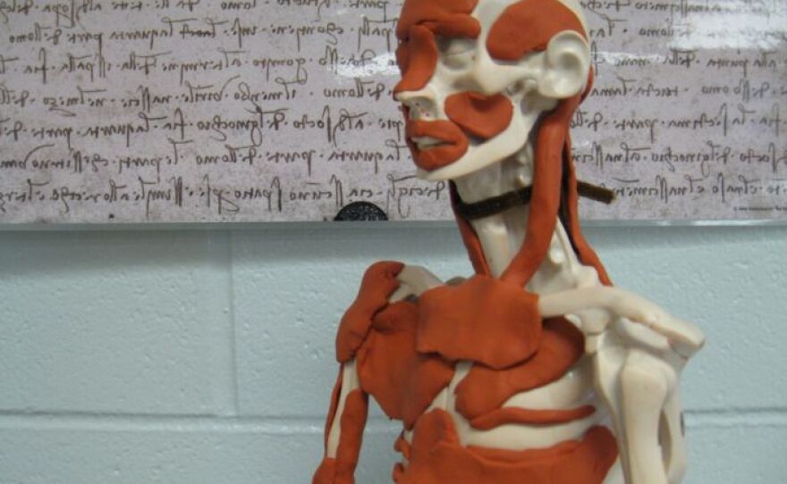 do schools dissect cats