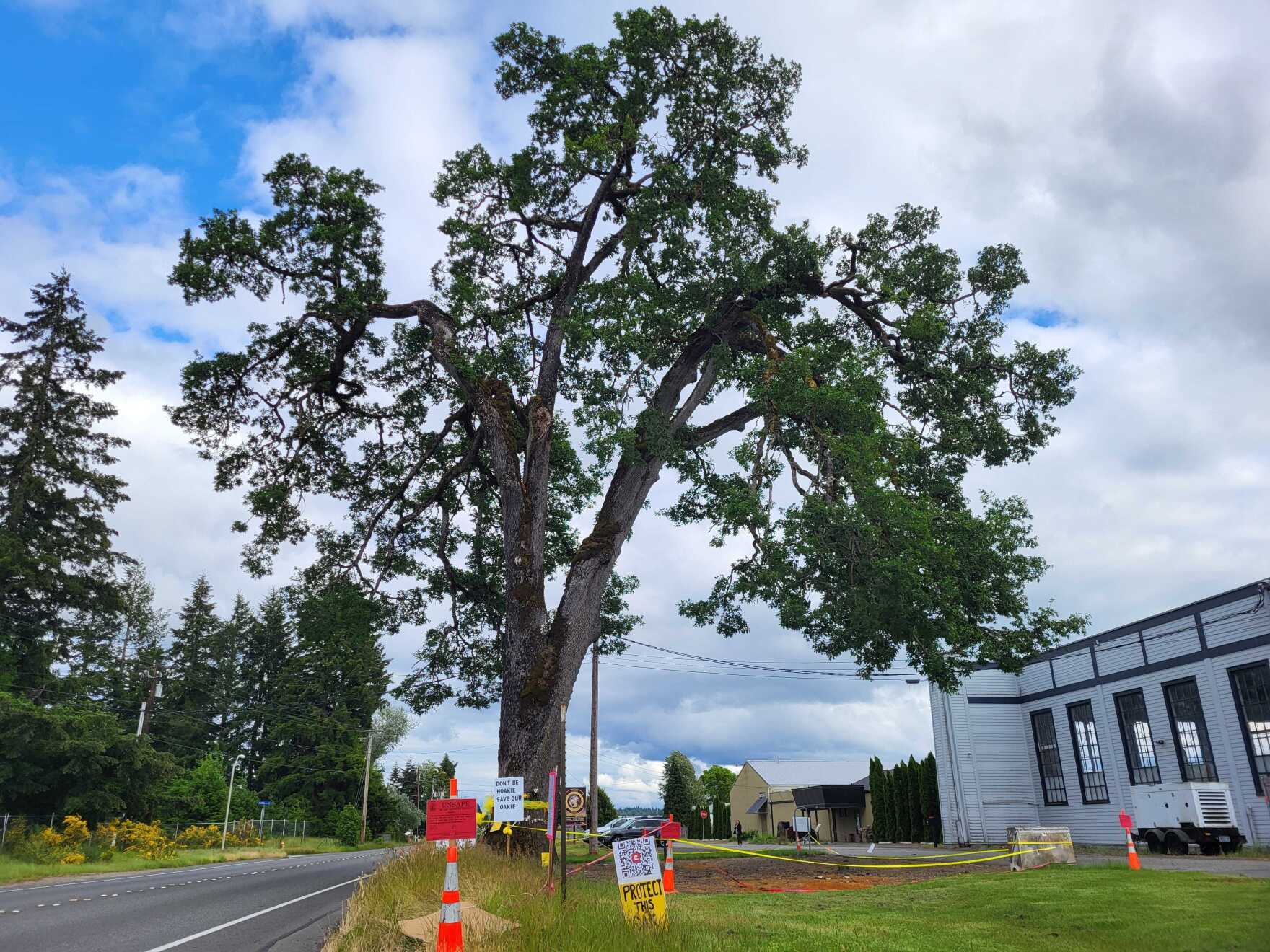 Court revokes protective order for historic Tumwater oak tree | KNKX ...
