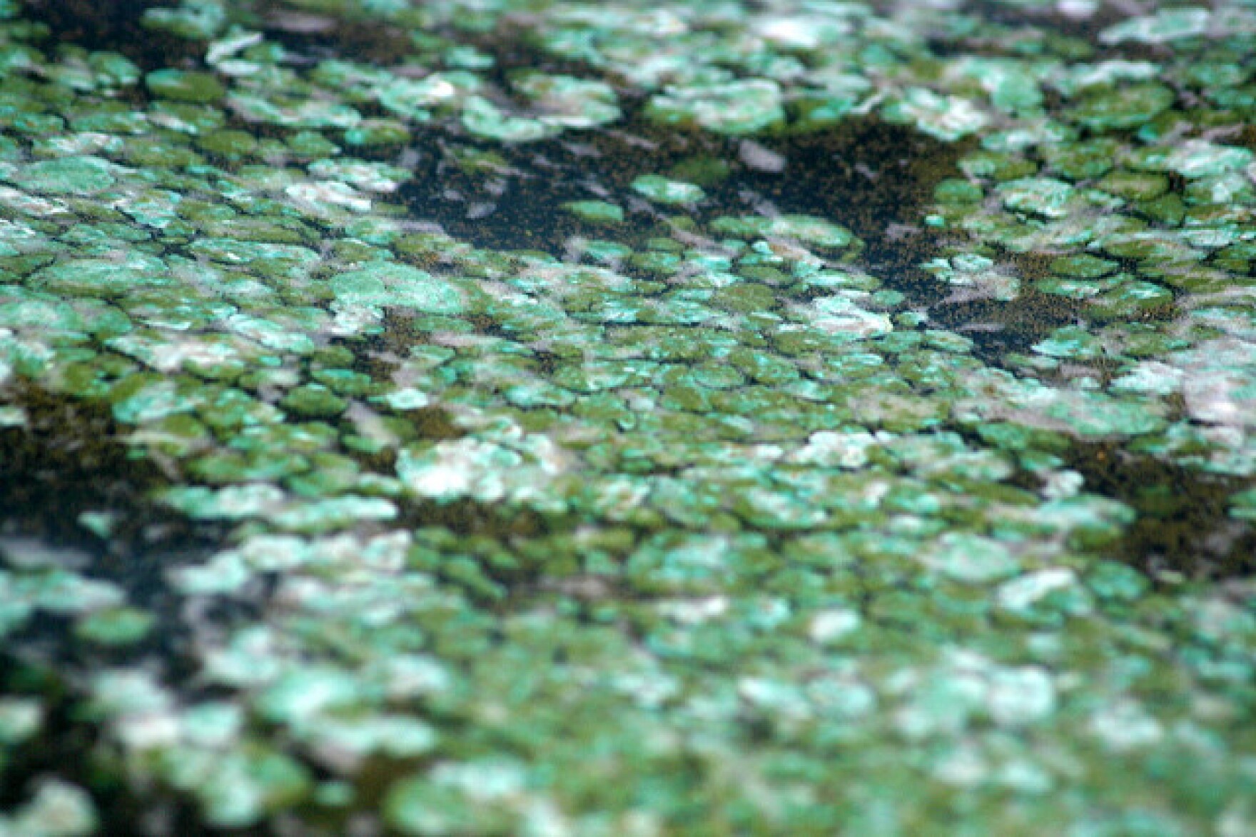 Algae Toxin Exposure Linked to Brain Diseases | WGCU PBS & NPR for ...