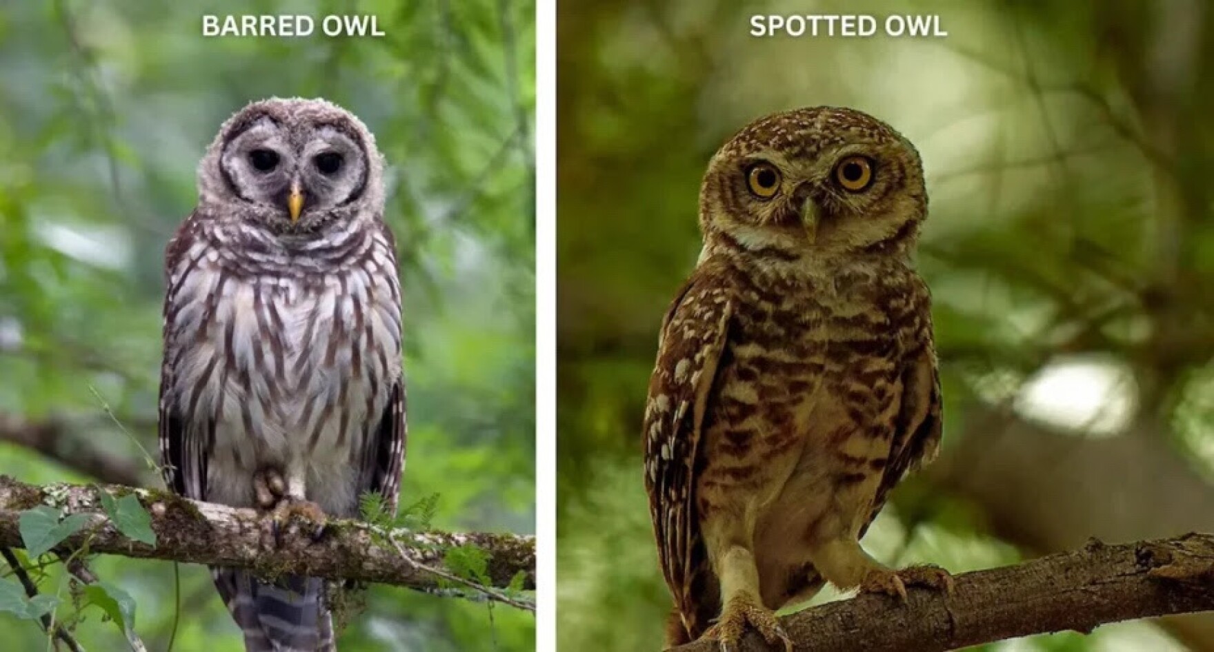 Shooting Barred Owls to save Spotted Owls | KISU