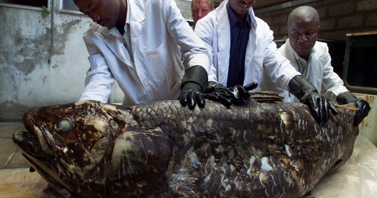 coelacanth fish skeleton