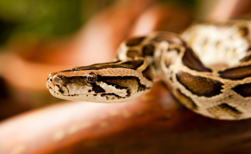 burmese python bbc