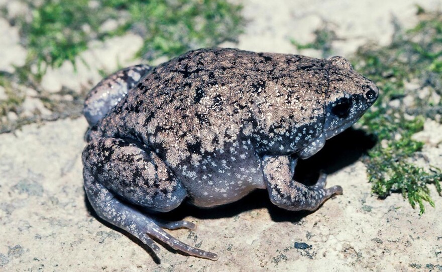 bohemian toad