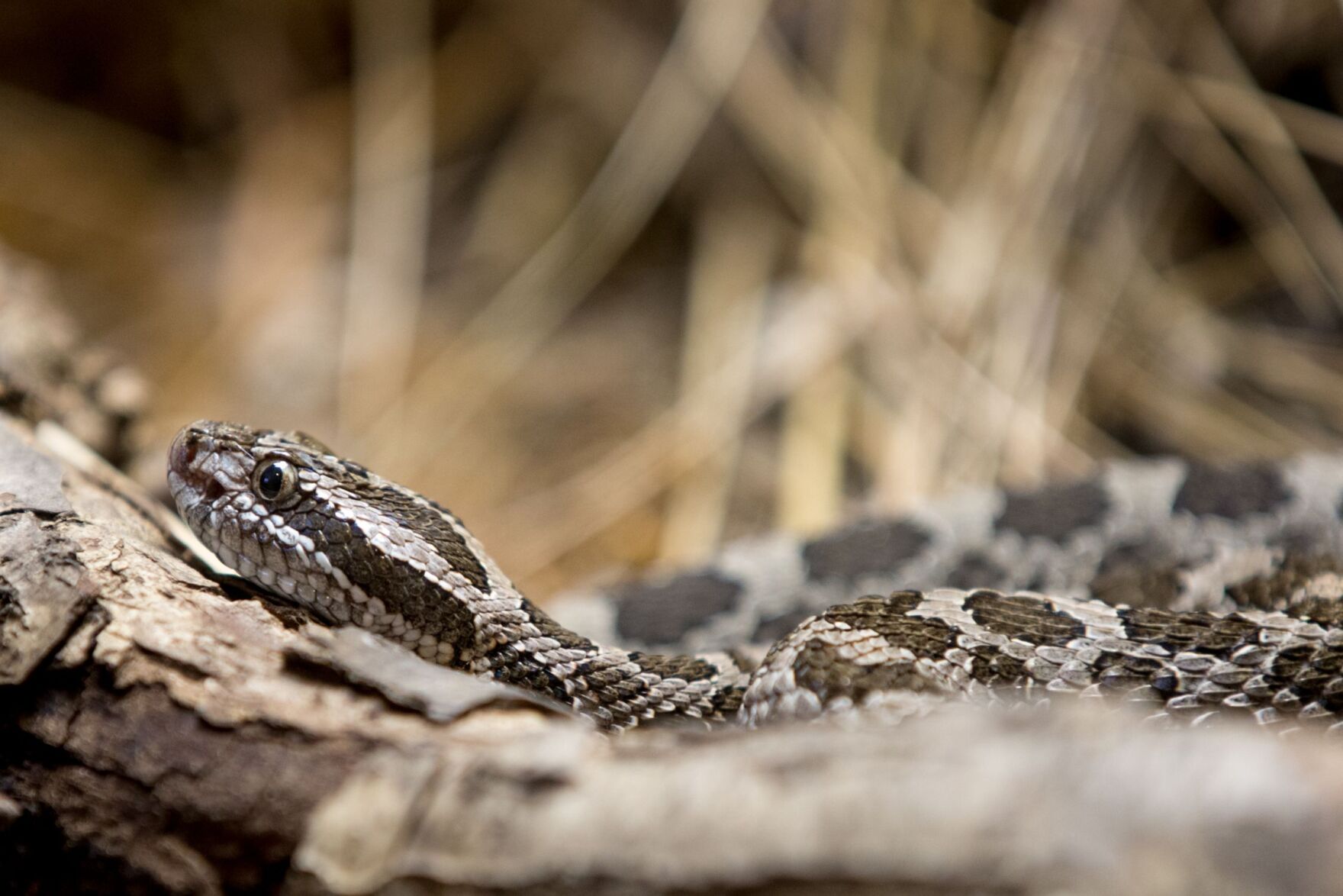 Massasauga rattlesnake study aims to protect Michigan’s federally ...