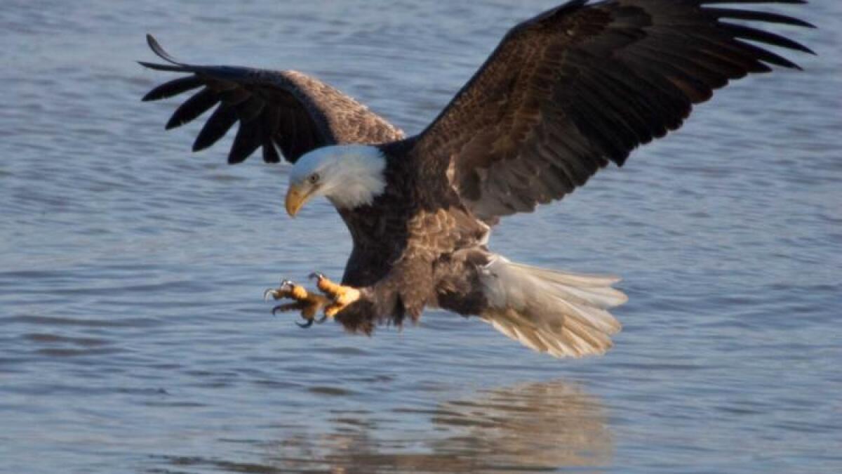 eagle swooping down prey