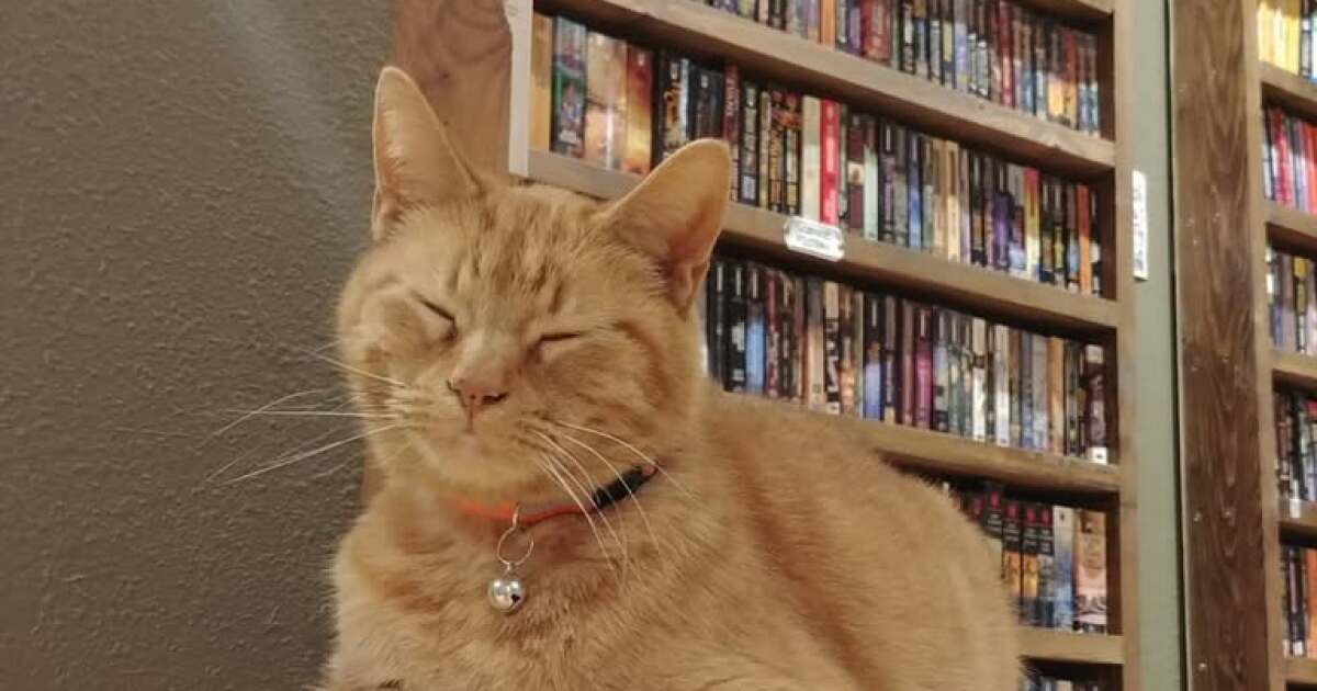 Beloved Springfield cat and former Captain Springfield Googey dies at ...