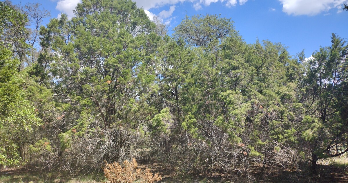 Cedar fever season gets an early start | KERA News