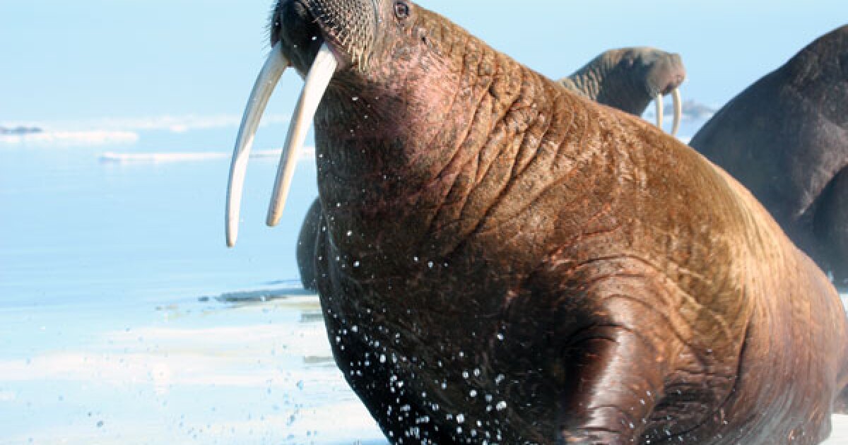 A Peak Inside the 'Walrus Diaries'