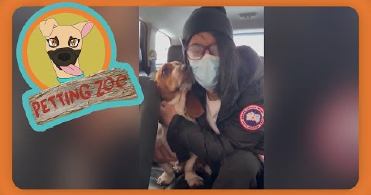 Petting Zoo: Neighbors Rescue Missing Dog From The Cold | Ideastream ...