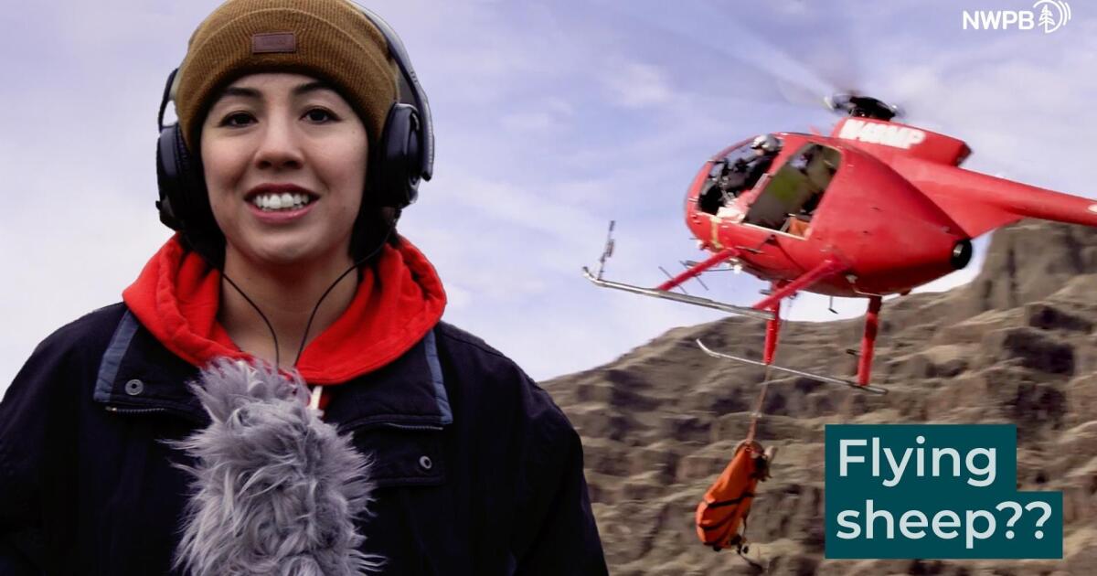 Helicoptering Bighorn Sheep for Restoration