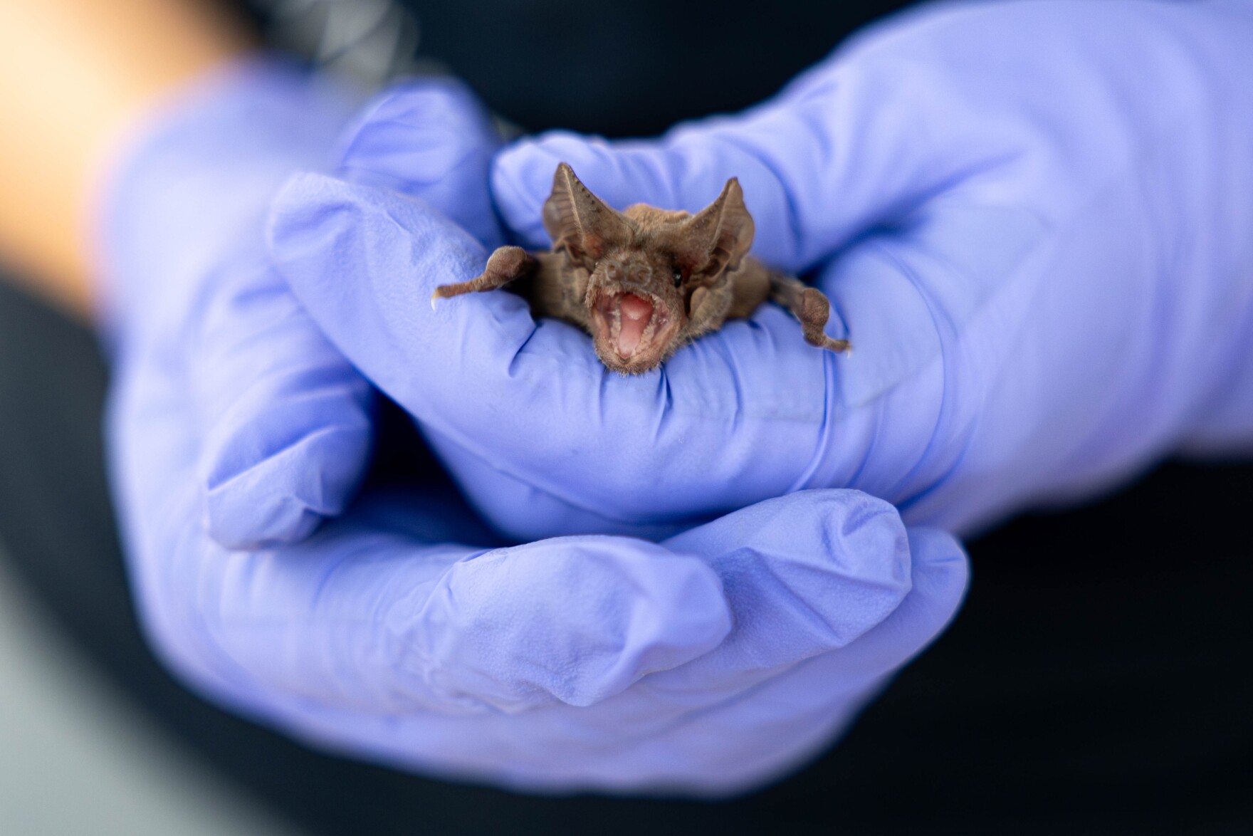 When can you see the bats in Austin? Here's what you need to know | KUT ...