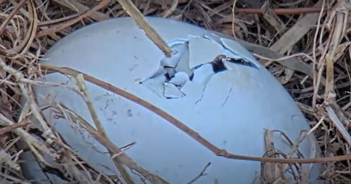 Pip seen in first eagle egg at North Fort Myers nest; hatch on the way | WGCU PBS & NPR for ...