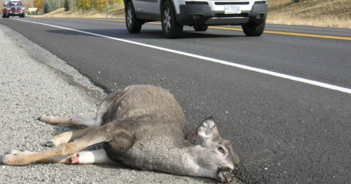 roadkill deer meat