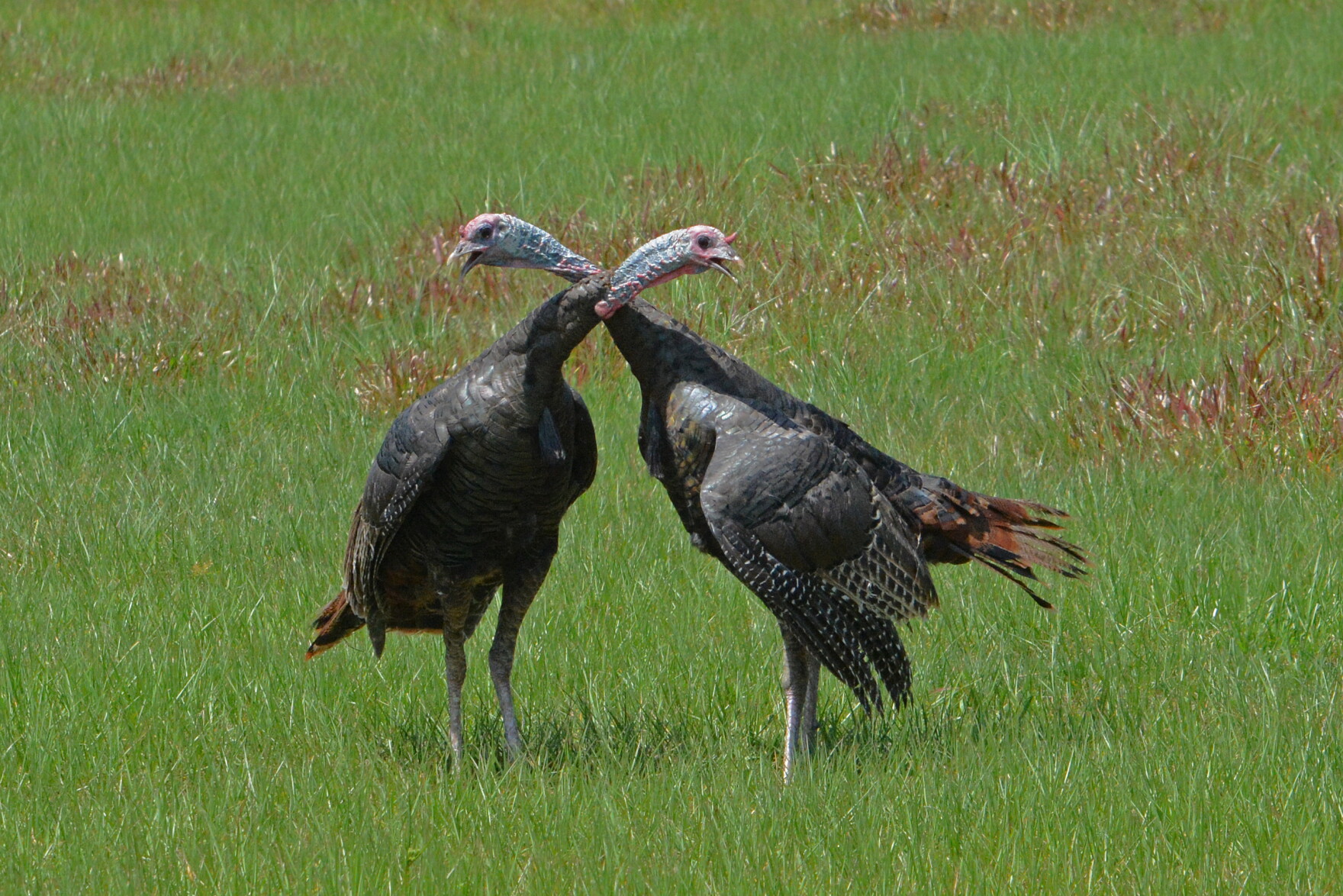 Introduction to Wild Turkeys | WGCU News | PBS & NPR for Southwest Florida