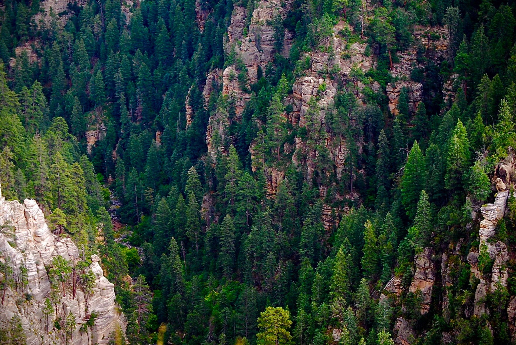 What new data says about the best ways to re-plant trees after wildfires