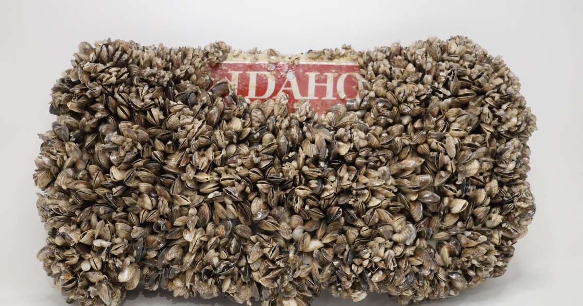 Quagga mussels still present in Snake River, more rounds of treatment ...