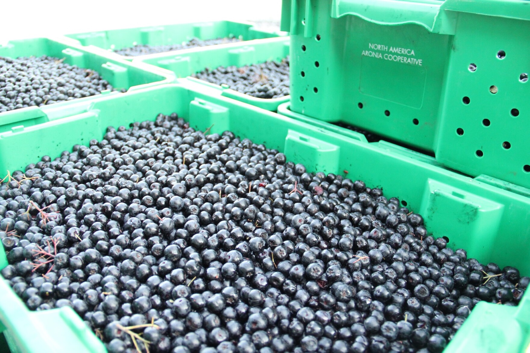 Chokeberries are native but struggling for a market | KCUR - Kansas ...