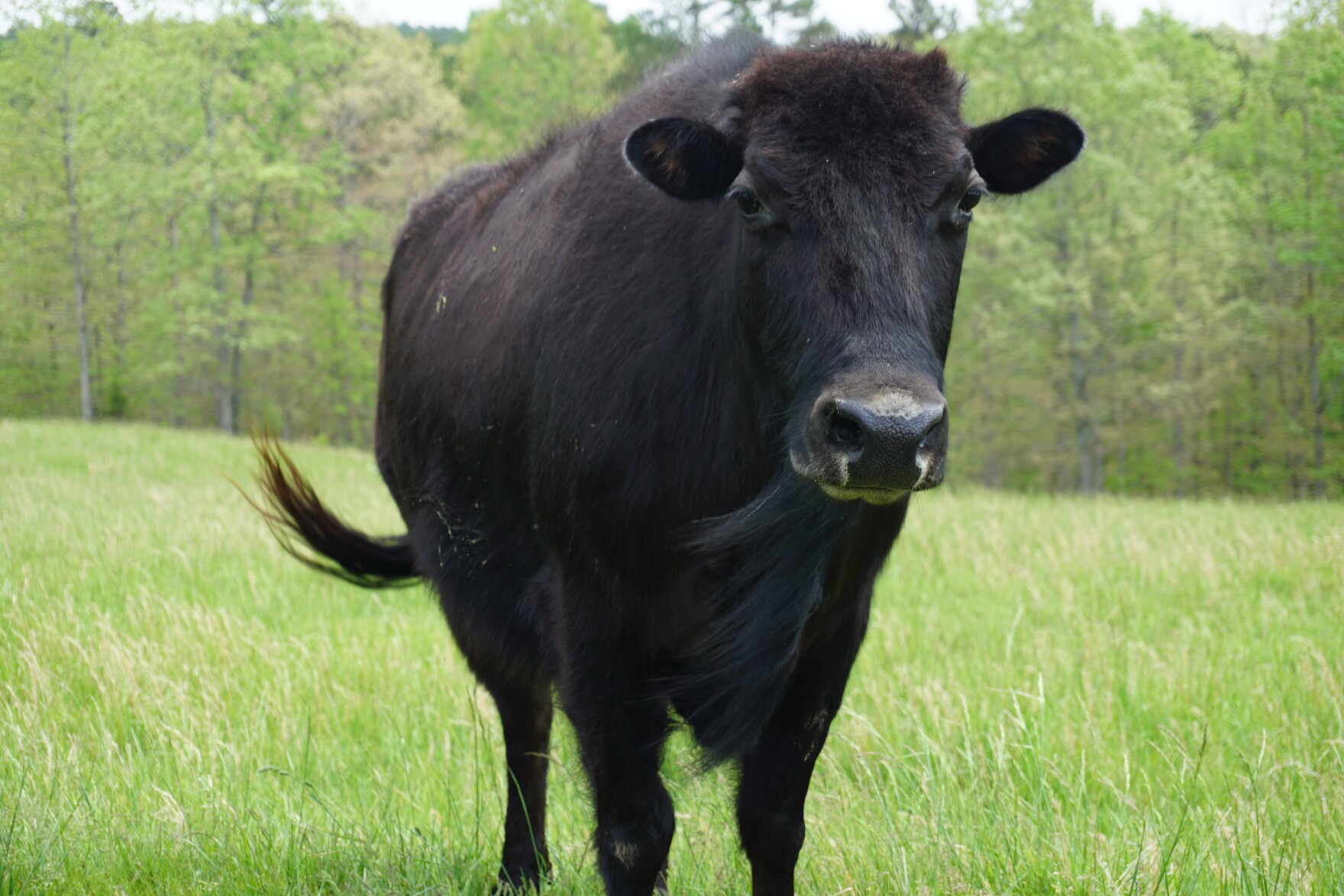 Beefalo — producers say this cattle and bison crossbreed provides the ...