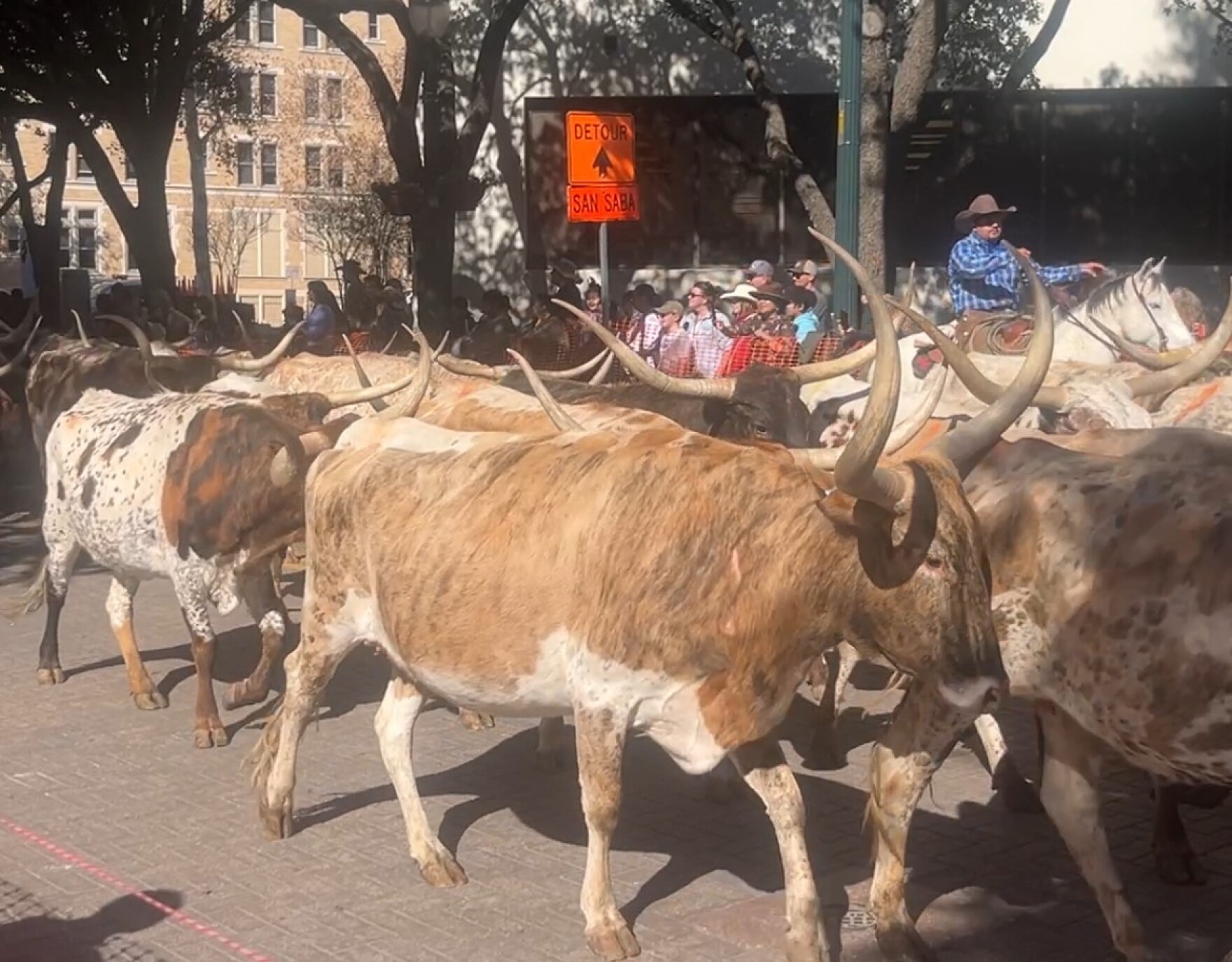 Longhorn cattle take over downtown San Antonio during Western Heritage ...