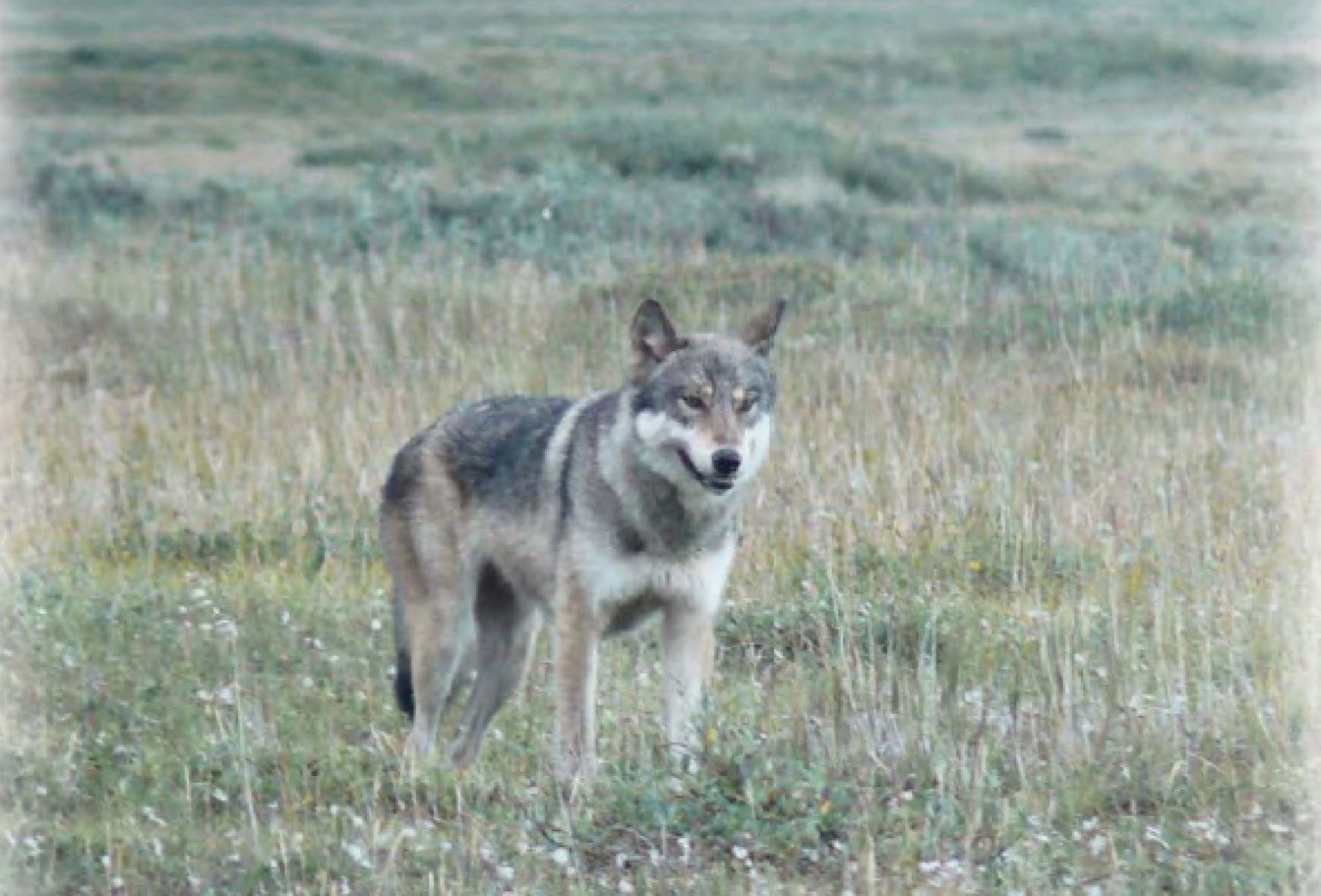 Fish and Game searching for wolf that bit two people on Dalton Hwy ...