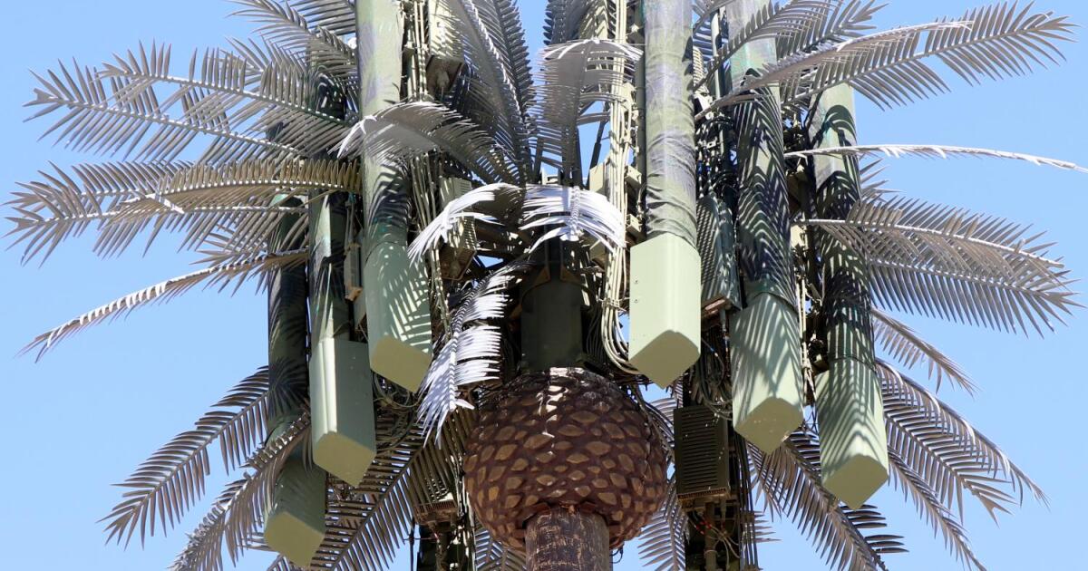 palm tree cell tower