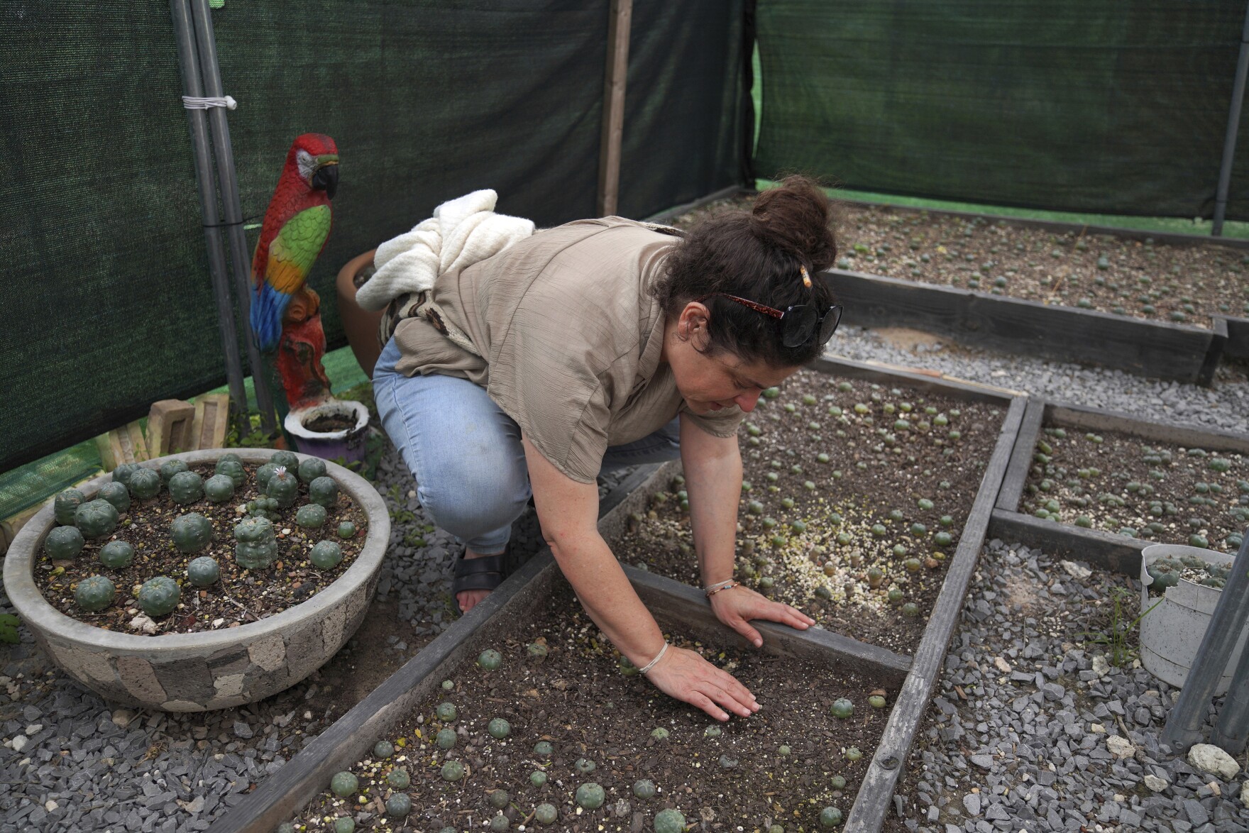 Peyote sacred to Native Americans threatened by psychedelic renaissance ...