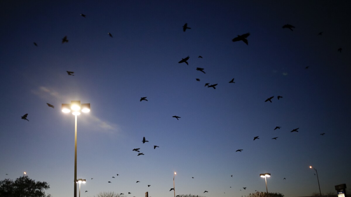 do grackles fly in large groups