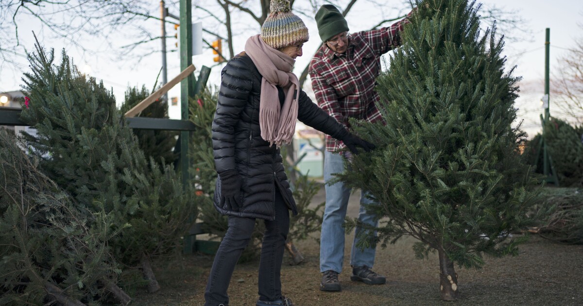 Have a dying Christmas tree? Here's one way to compost it | Maine Public