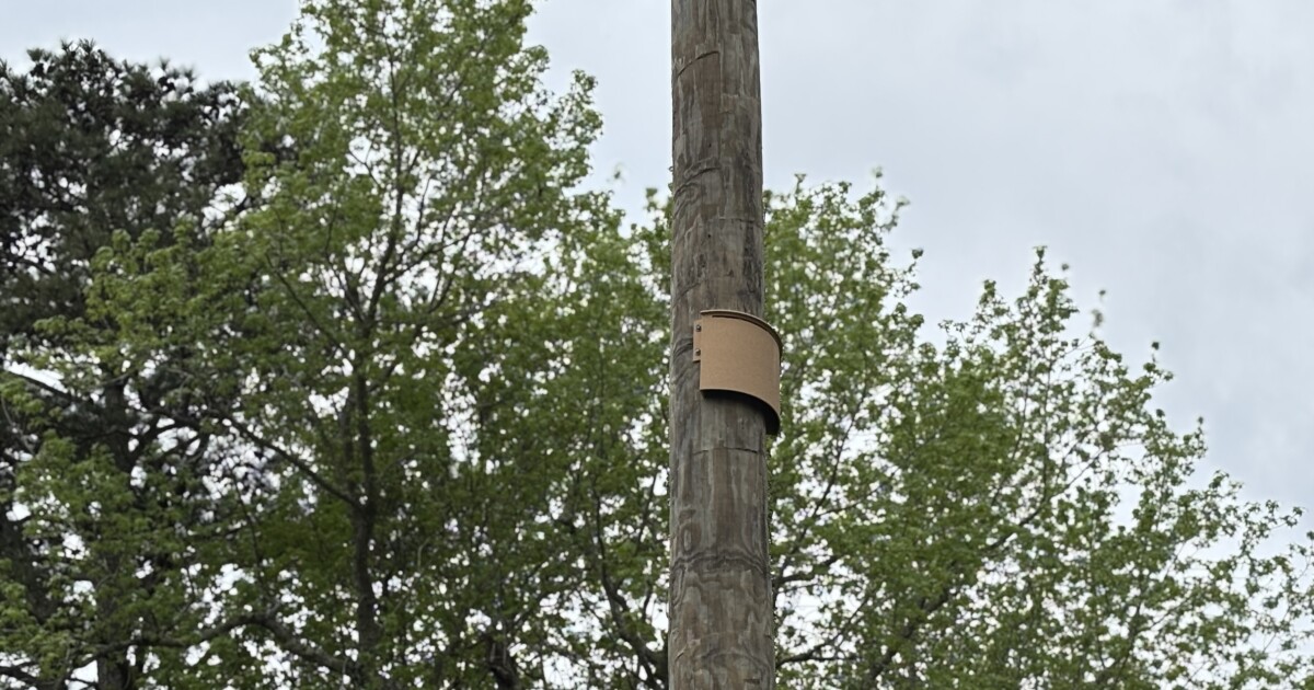 ‘A flat for a bat’: Dominion Energy working with CNU to turn power ...