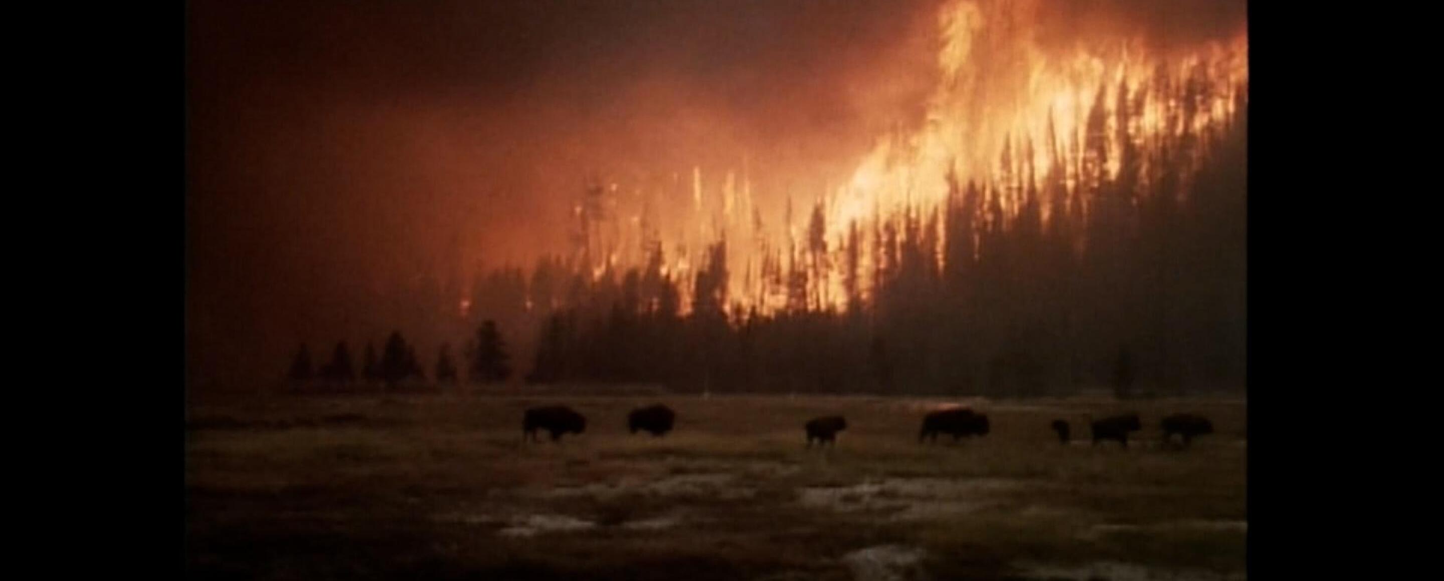 Yellowstone on Fire