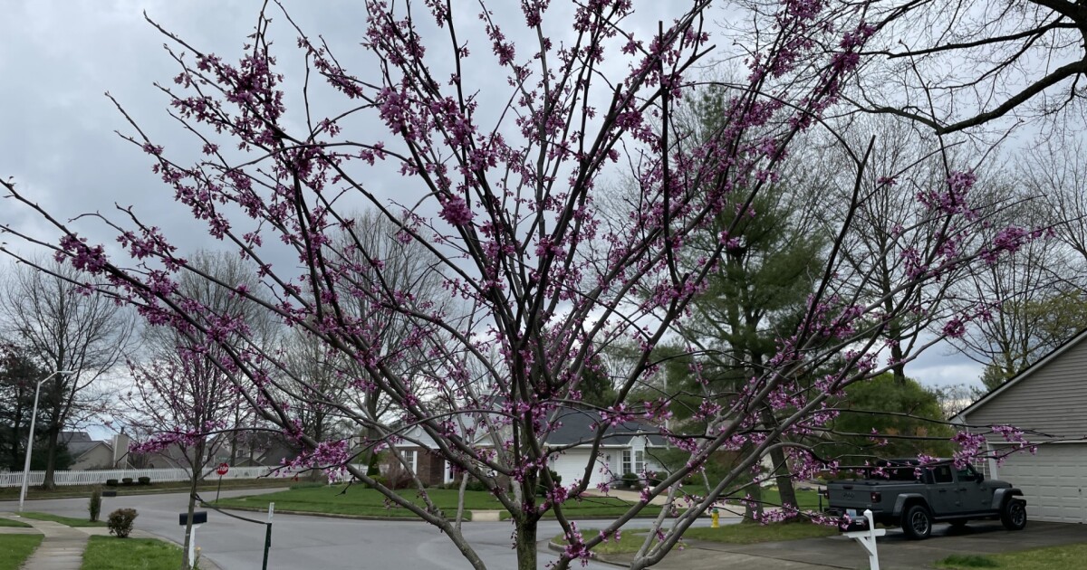 Lexington to celebrate 25 years of tree plantings | WEKU